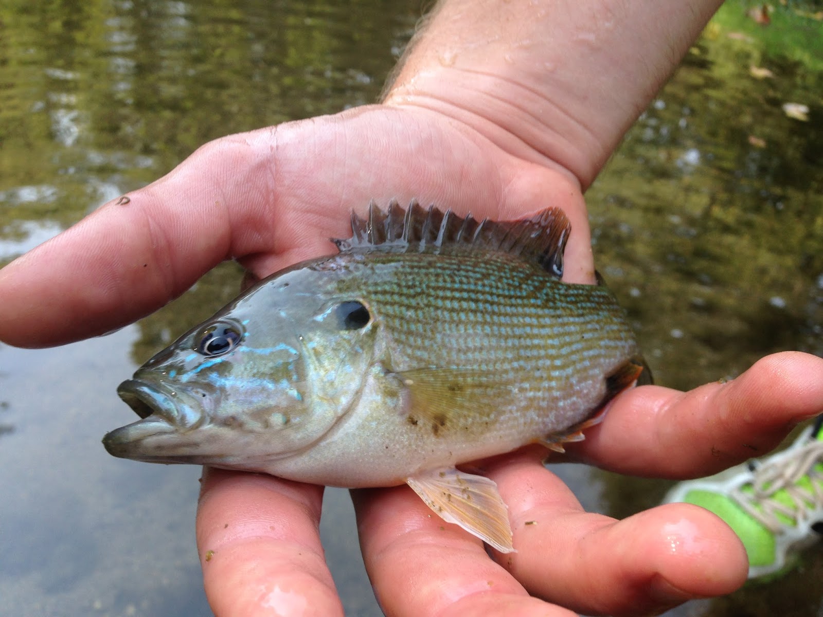 Backyard Fishing Adventures: Summer Wet Wading and Creek Fishing