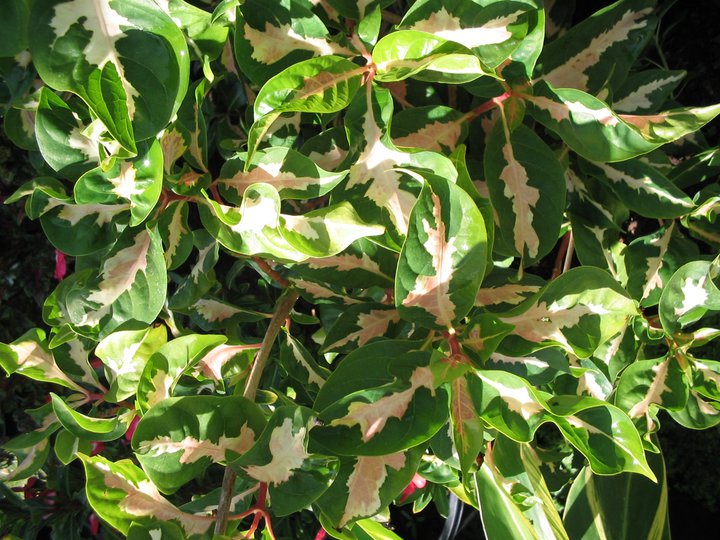 Photography with Dr. Ernie.: Pisonia; umbellifera variegata, digkit