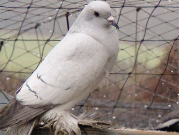 Ice Pigeon | BD PIGEONS