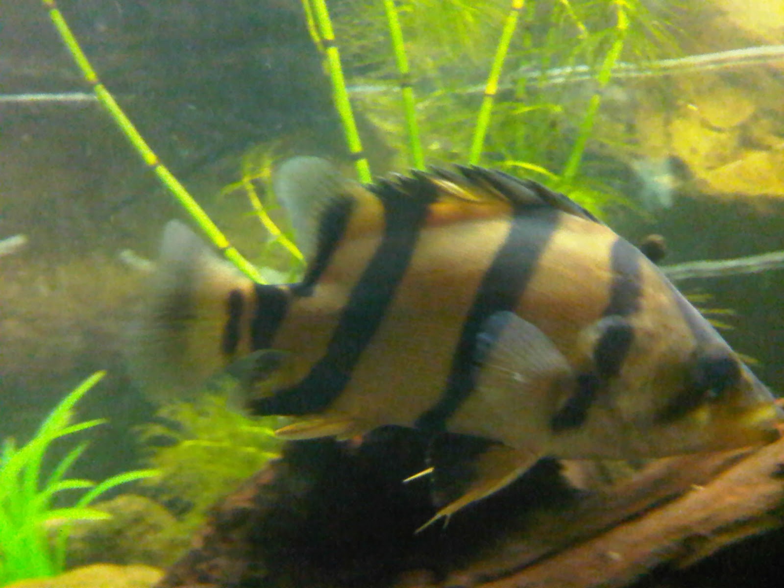 The Beauty of Underwater: Tigerfish aka Datnoid aka Datz