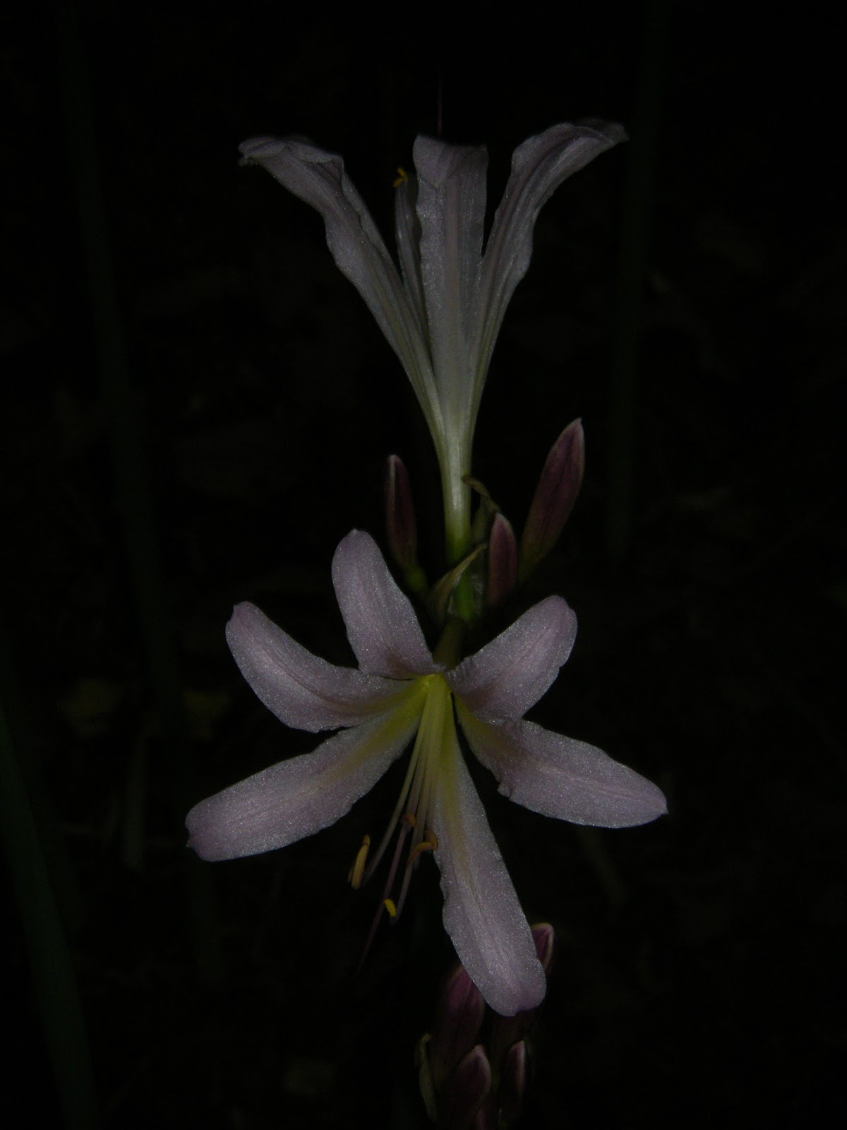 Sofia's Photo Collection: Brighten Underexposed Photo