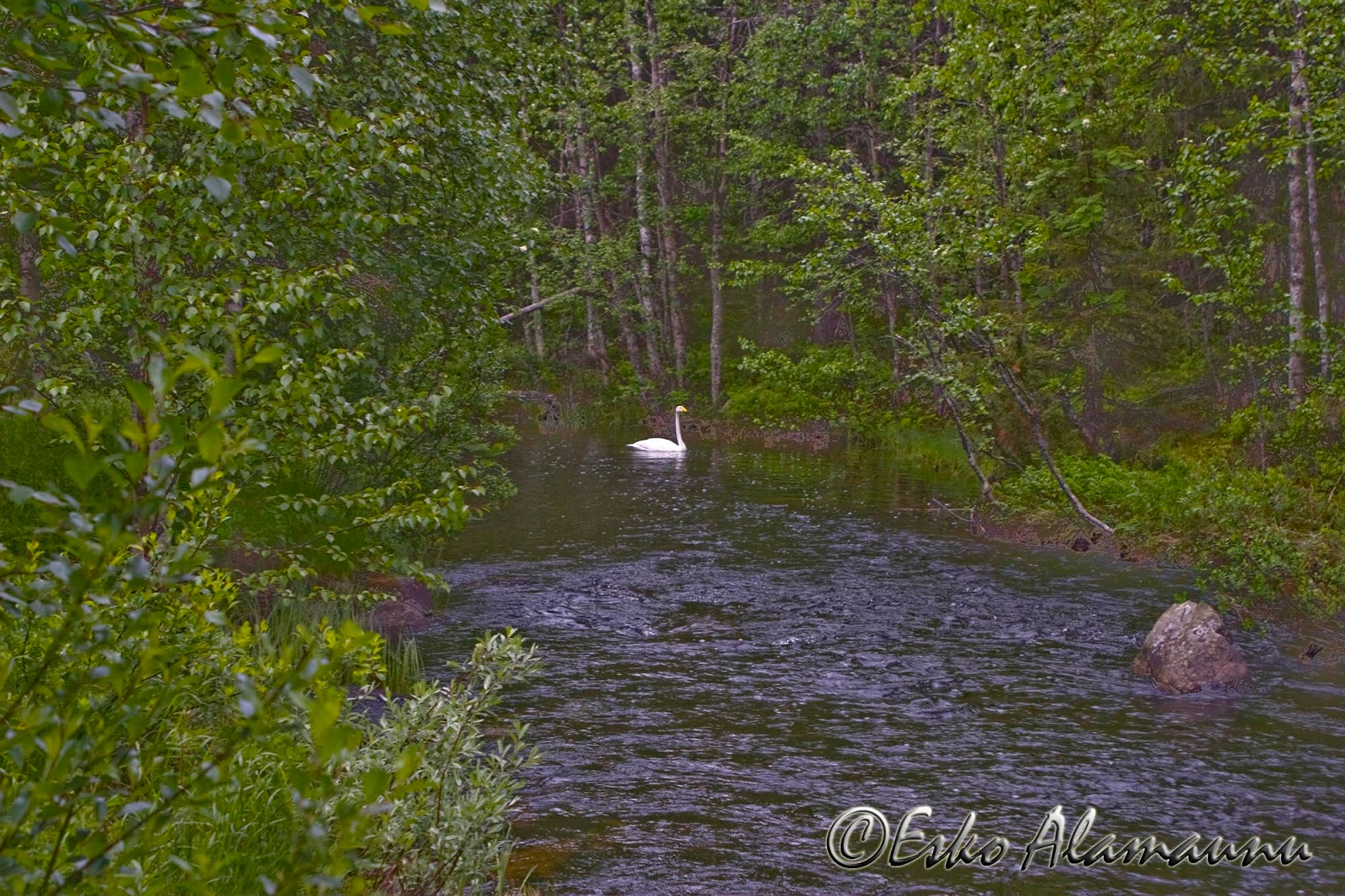 Eko-Kuvia: Joutsenperheen Juhannus...