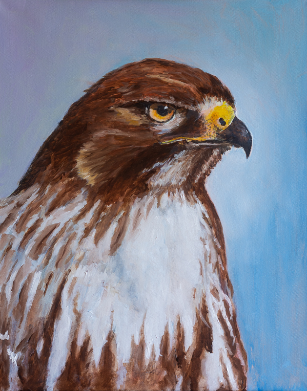 MOSHE: Red Tailed Hawk Portrait Work in Progress 3