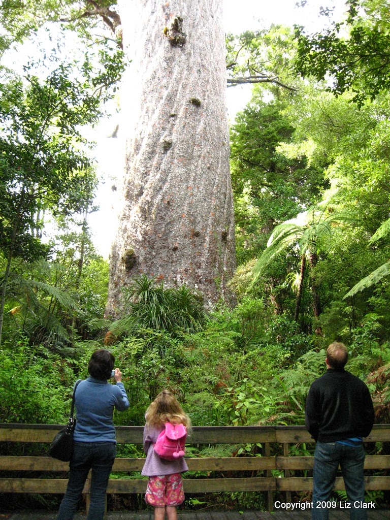 Waipoua Forest and the iconic Tane Mahuta