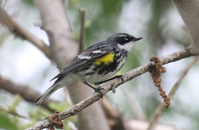 Graham's Birding Blog: May 2011