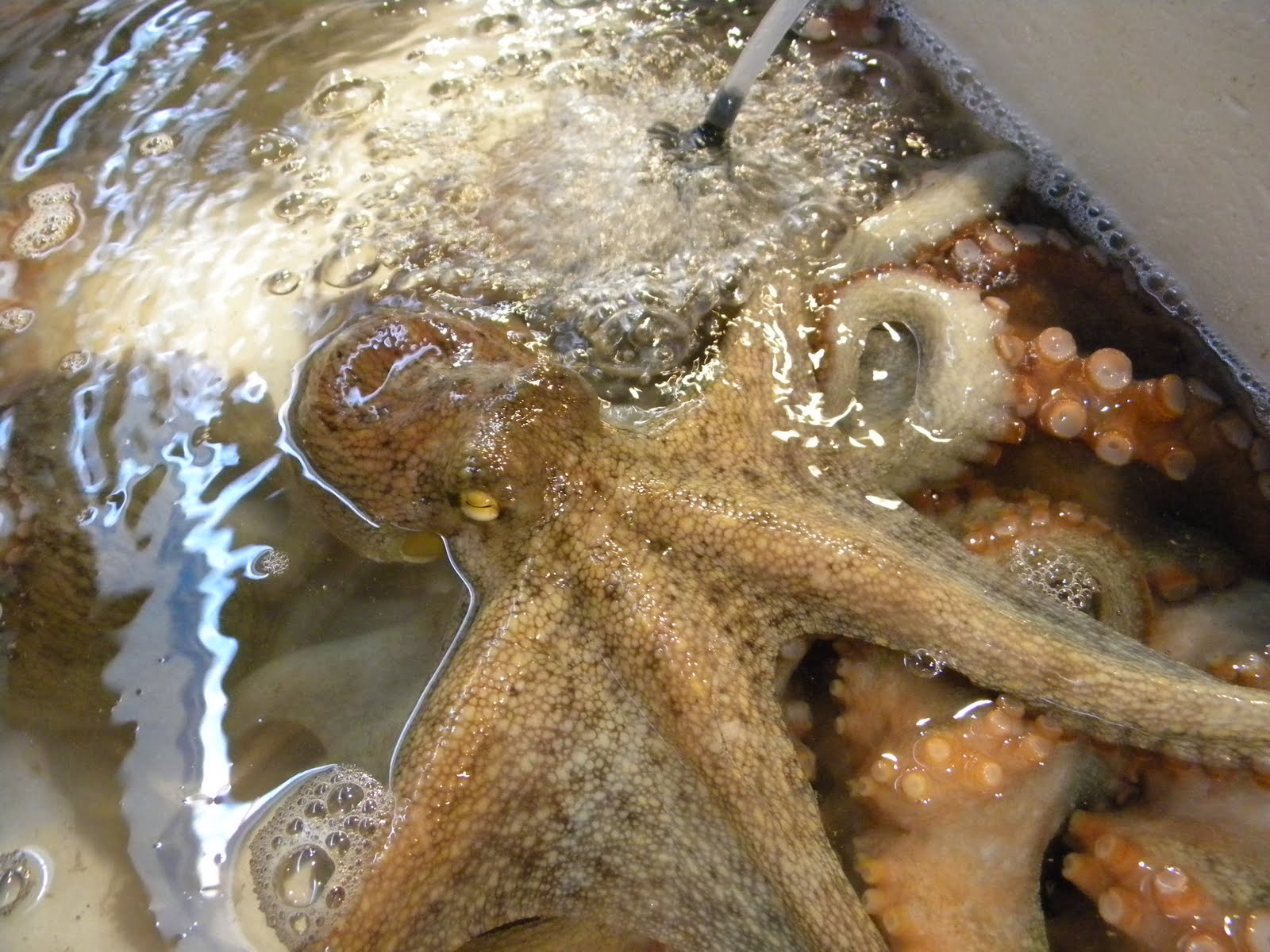 Odysseus Drifts: RTW Travel Adventure: Eating and Uneating Live Octopus