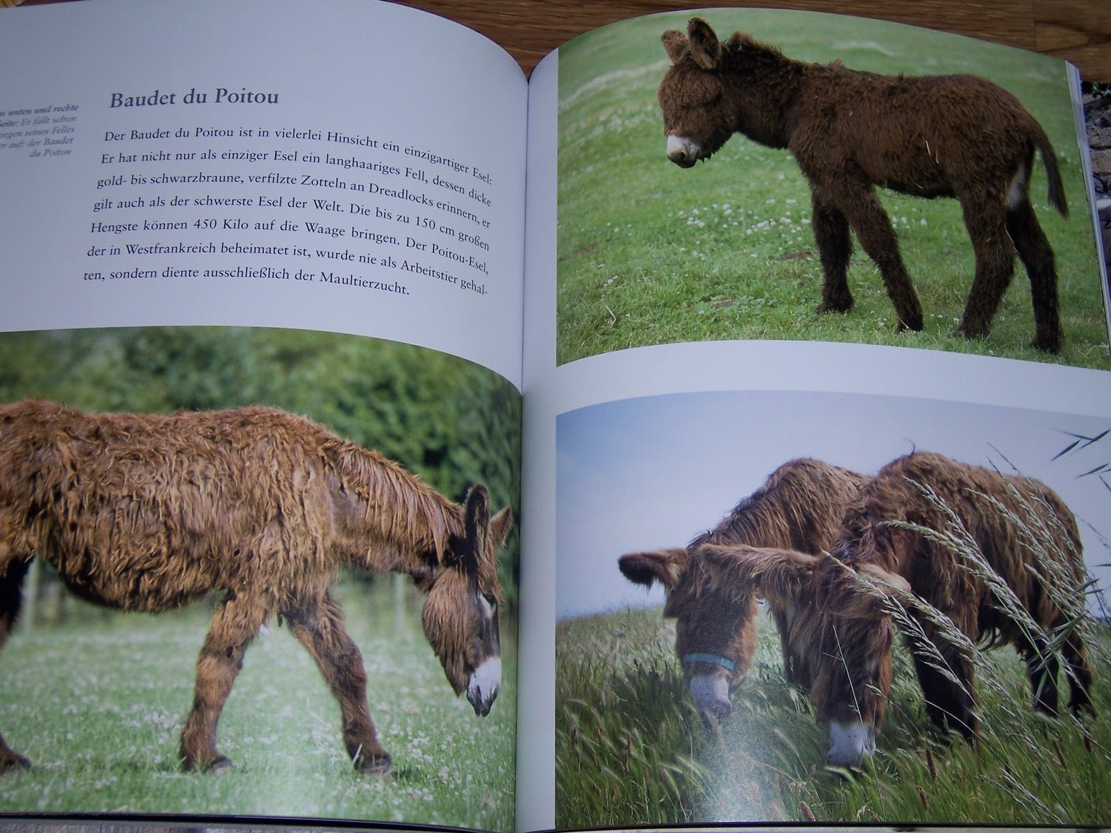 Landleben & Literatur: Heute im Bücherstübchen: alles über Esel