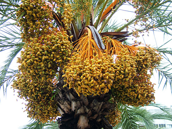 Alimentação saudável: Tâmaras - Uma árvore antiga que dá bons frutos