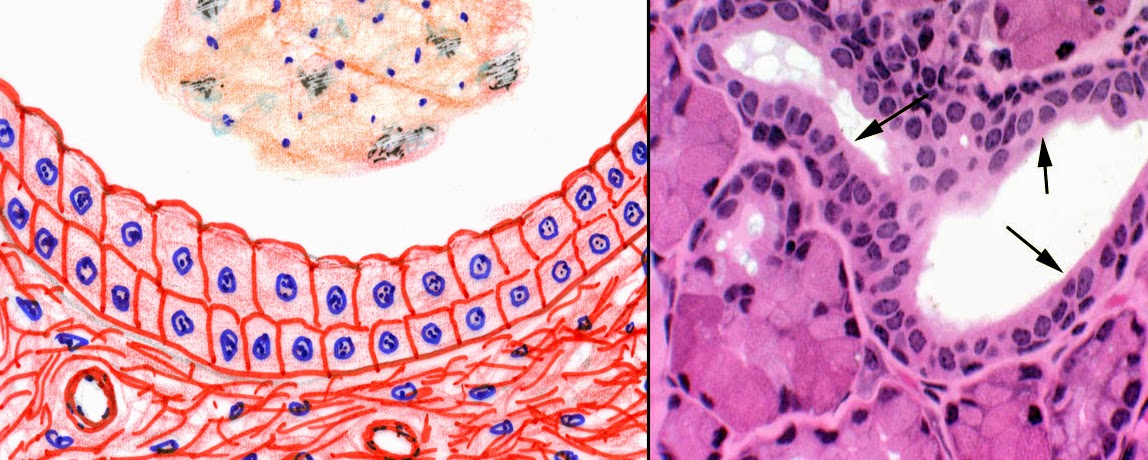 The Elementary Tissues of the Body