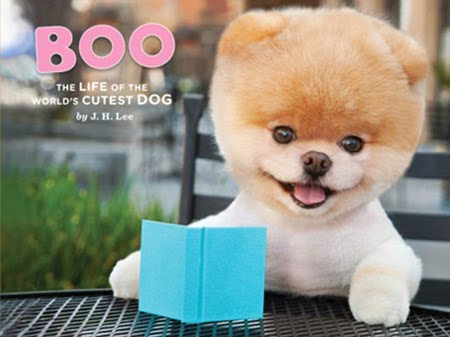 Boo, Anjing Pomerian terlucu di dunia ~ Blogger Creativitas
