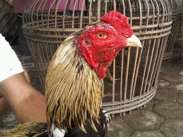 Jual Ayam Bangkok Birma / Burma Vietnam Saigon Import dan Ayam Aduan ...