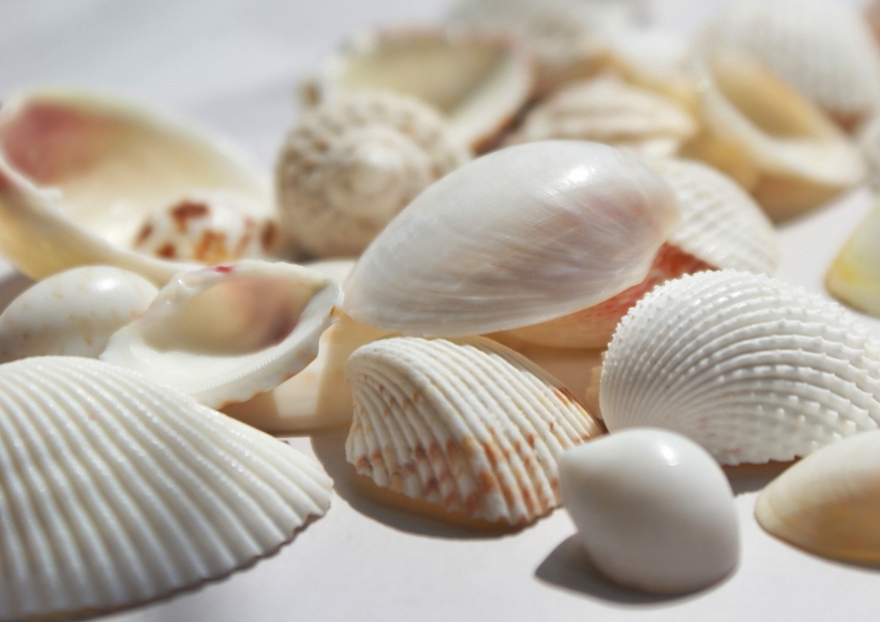 Imagini cu scoici | StolenIMG