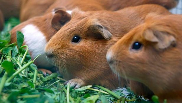 EL MAÑANERO NOTICIAS - SAPOSOA: PROMUEVEN CONSUMO DE CARNE DE CUY