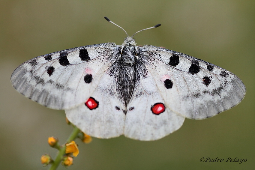 Fotografia de Naturaleza: Mariposa Apolo ( Parnassius Apollo )