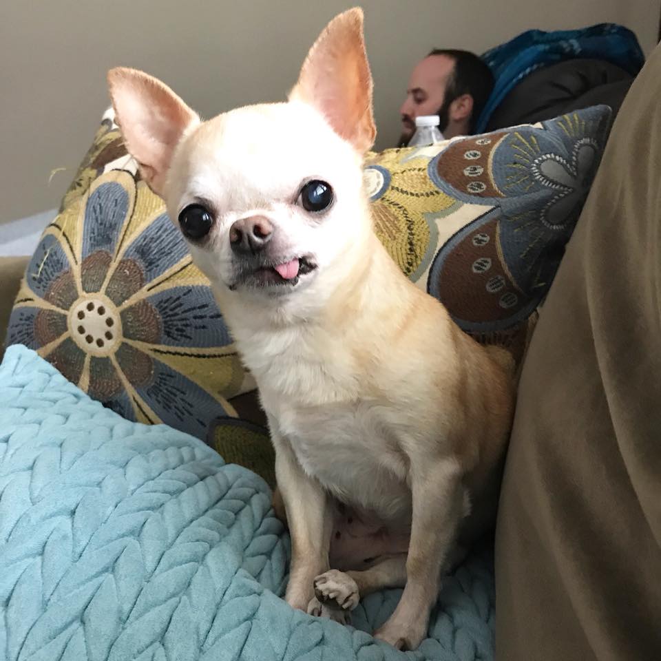 Ask Away Blog: Pixie's Becoming A Therapy Dog!