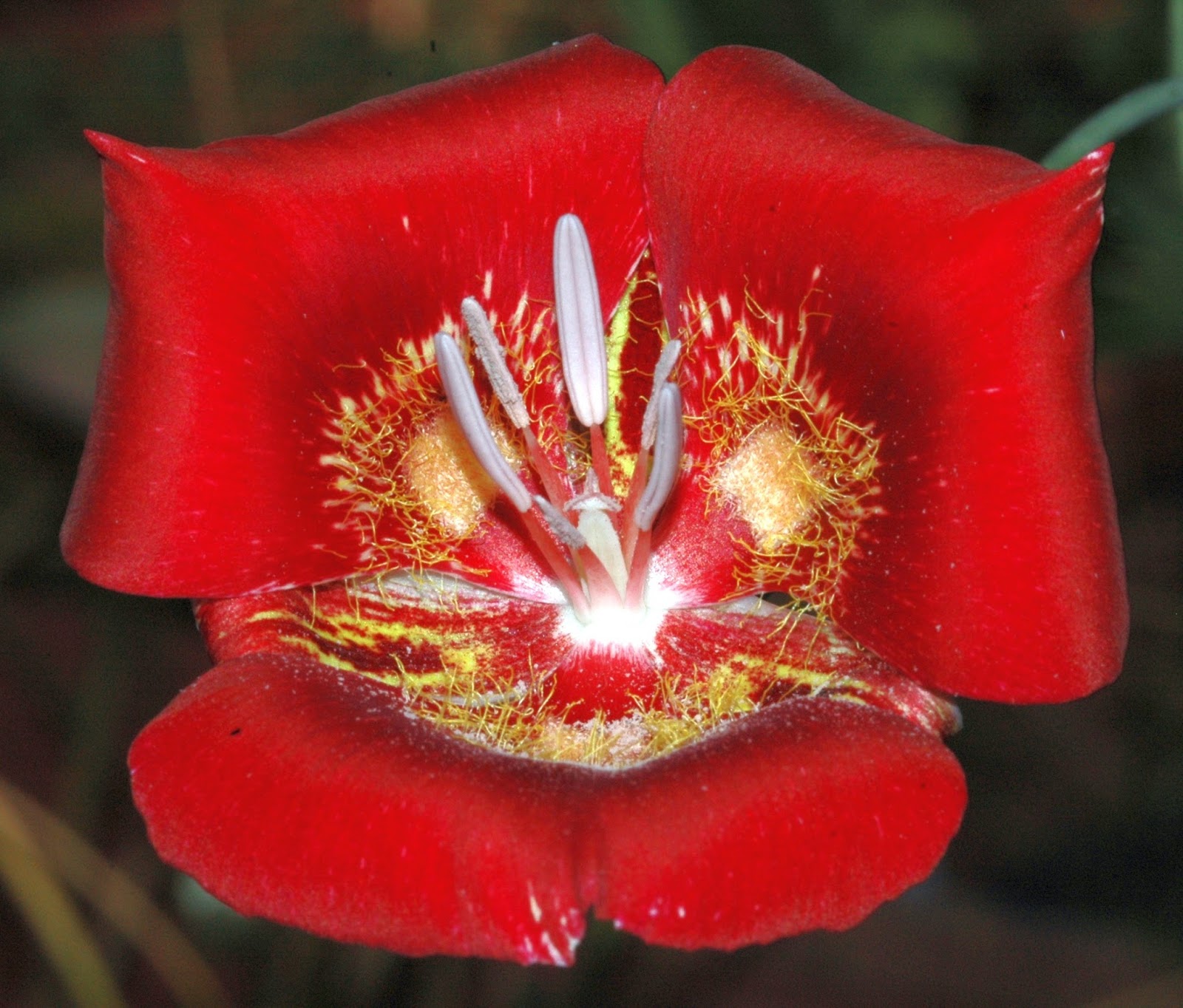 Musings from Little Grove Farm: Mariposa Lilies!