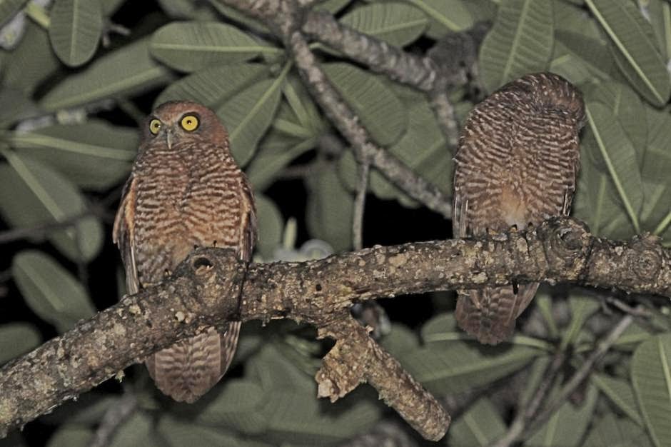 Tierra de lechuzas, búhos, mochuelos, autillos, cárabos: Ninox de las ...