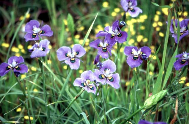 Amazing Botanical World: MOREA VILLOSA: THE PEACOCK IRIS