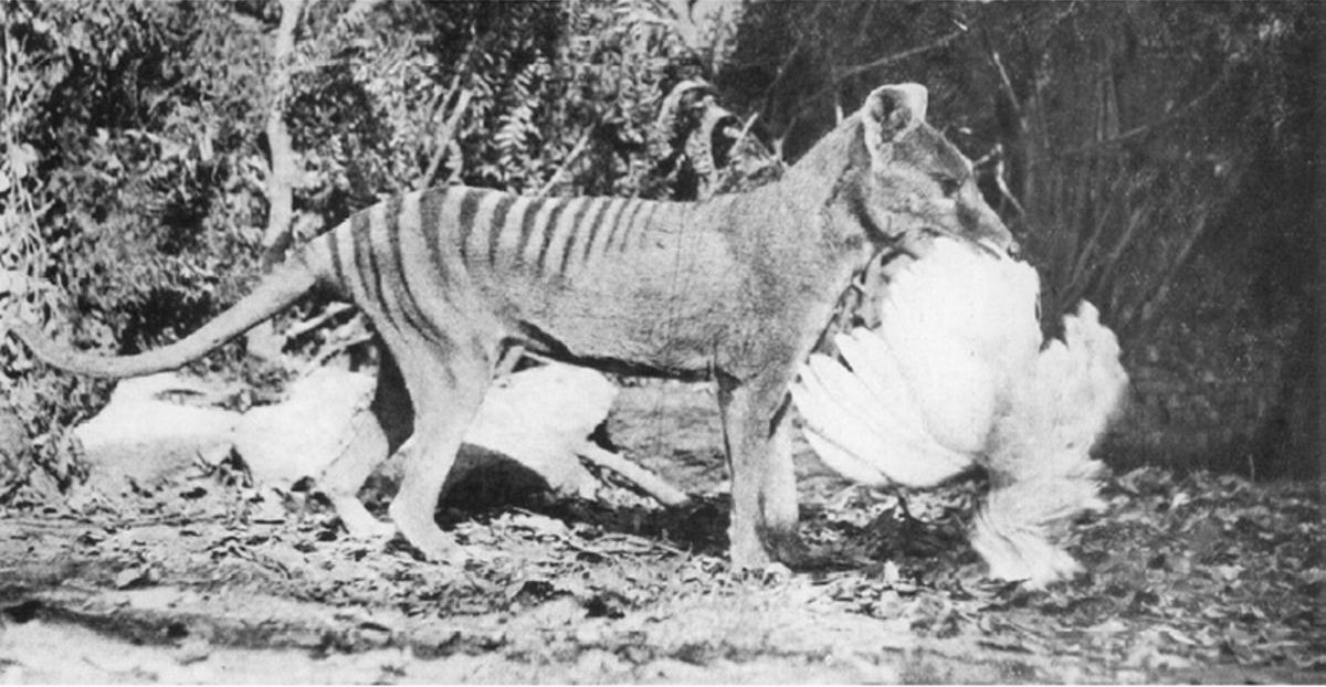 The Last Known Photographs of the Now Extinct Thylacine, Known as the ...