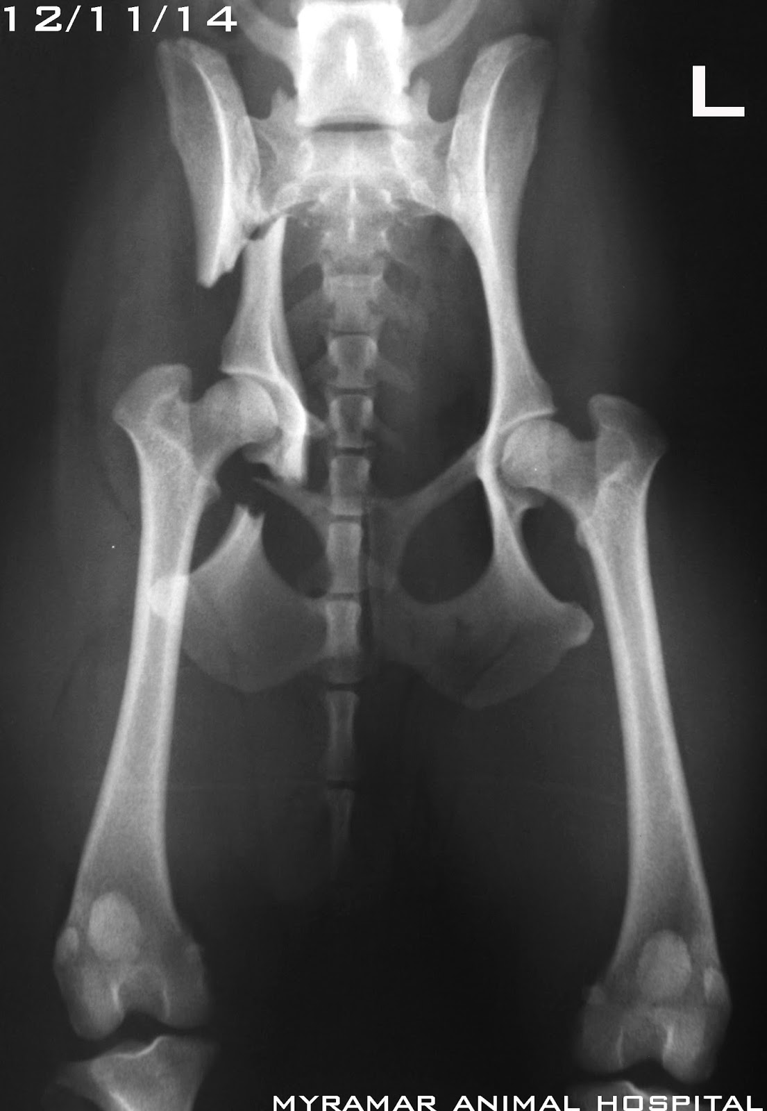 5. FRACTURAS DE CADERA. TRAUMATOLOGÍA VETERINARIA.