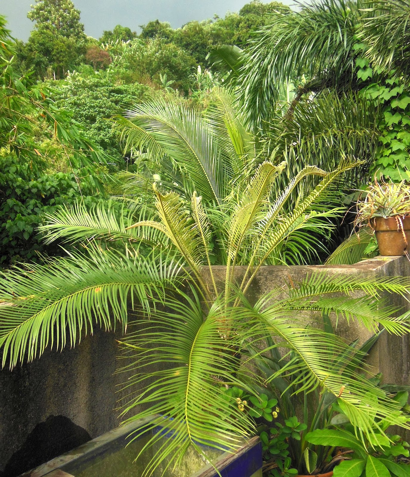 Cycas zambalensis throws a tantrum