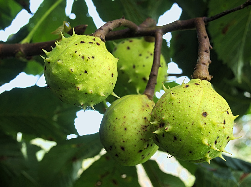 Milton Country Park Through the Year