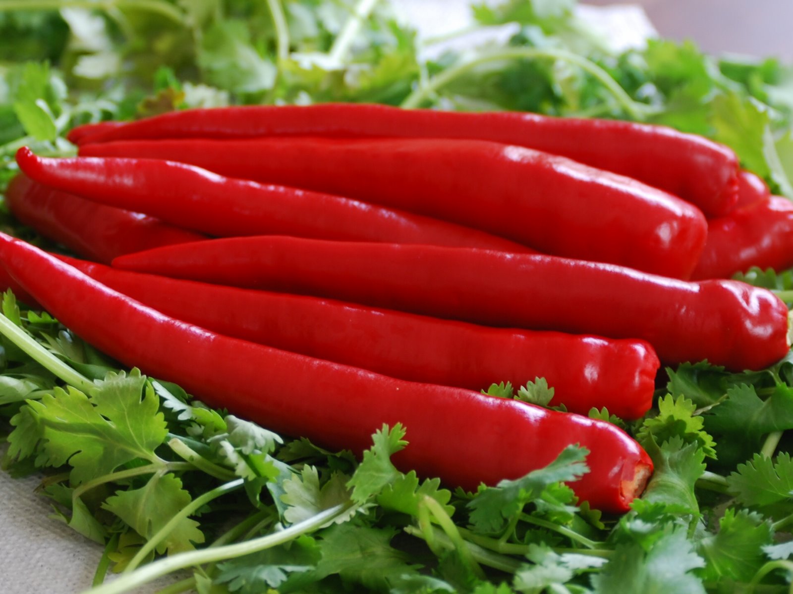Baatasaari (eternal traveler)...: Cilantro and red chilies pickle ...