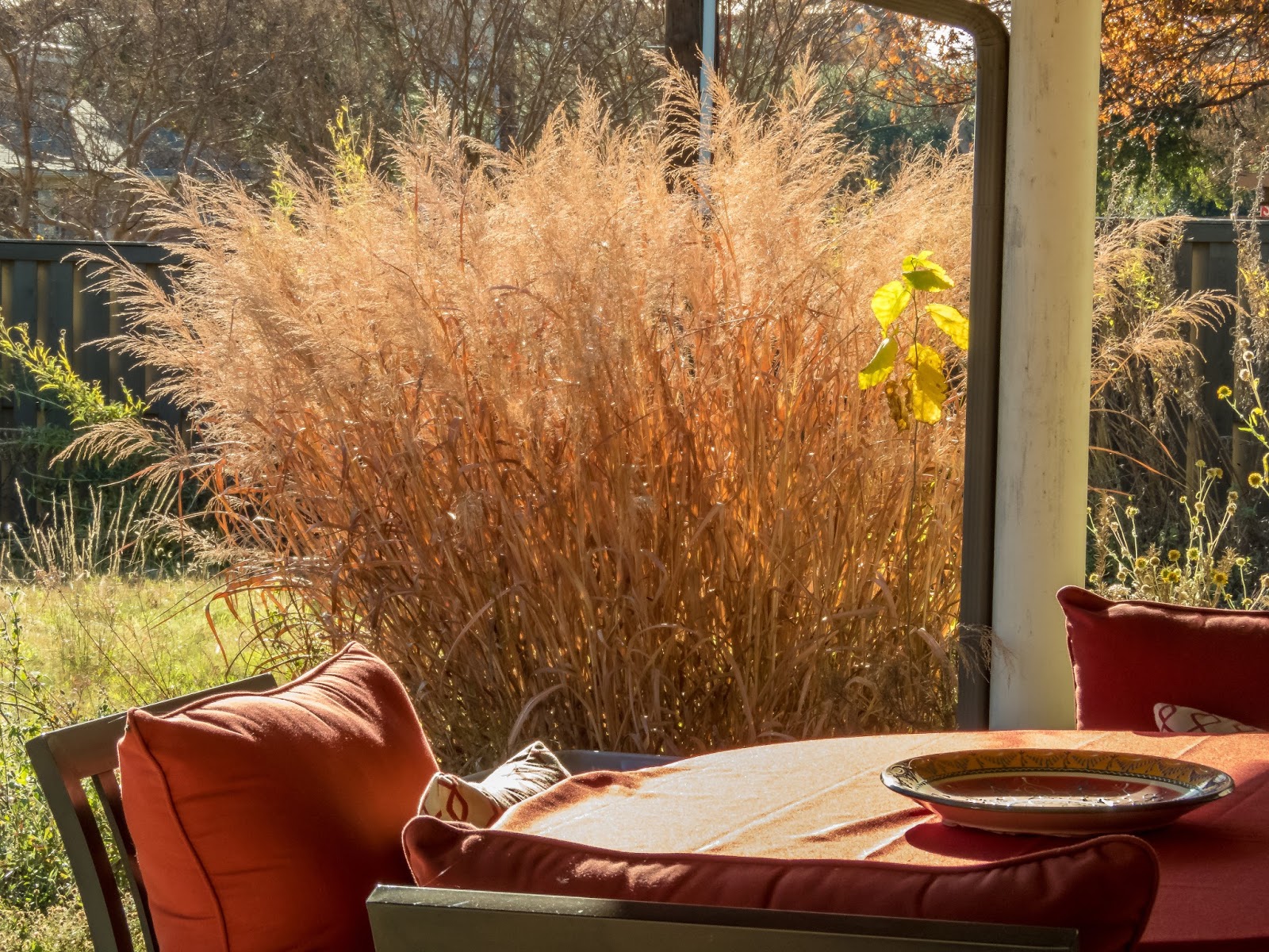 Friends of Hagerman National Wildlife Refuge: A Truly Amazing Plant ...