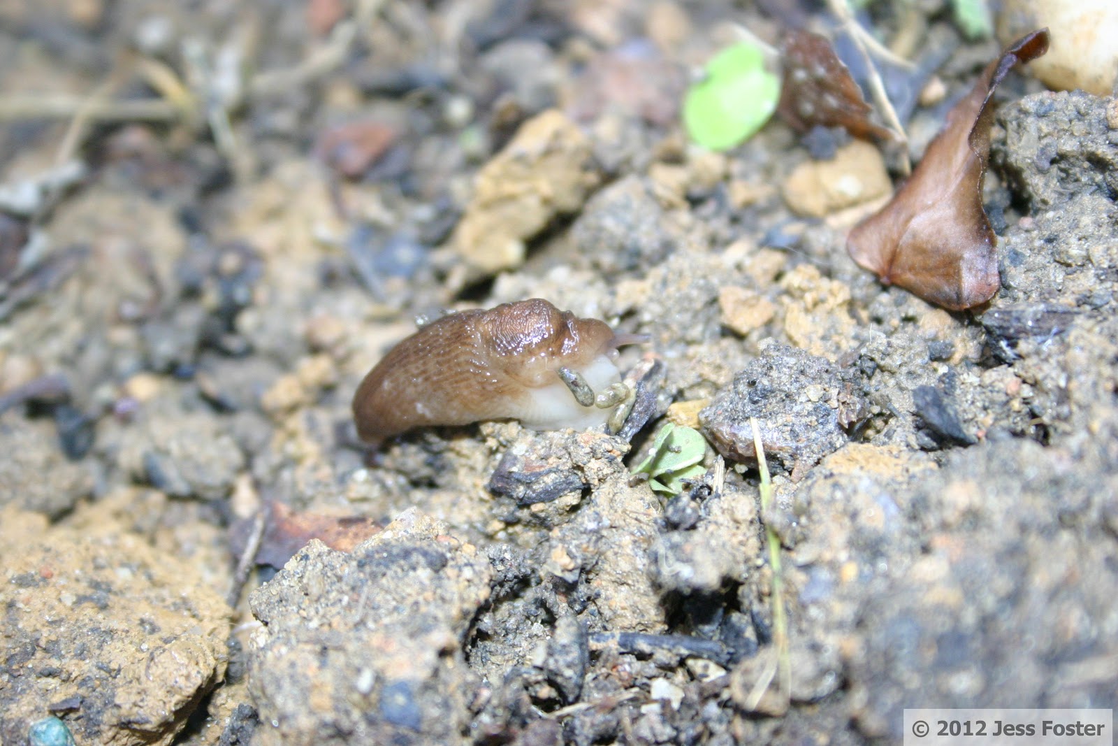 Sluggin' Along: Slug Waste Disposal: Part 2
