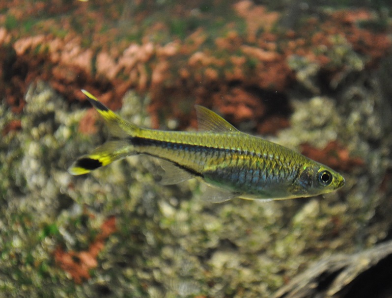 ZOOTOGRAFIANDO (6.100 ANIMALS): RASBORA COLA DE TIJERA / THREE-LINED ...