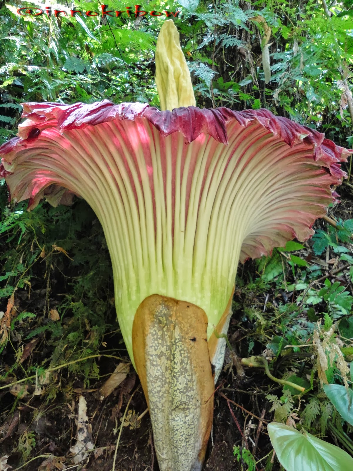 Traveler and Coffee Lover: Bunga Bangkai Raksasa Mekar di Tepi Air ...