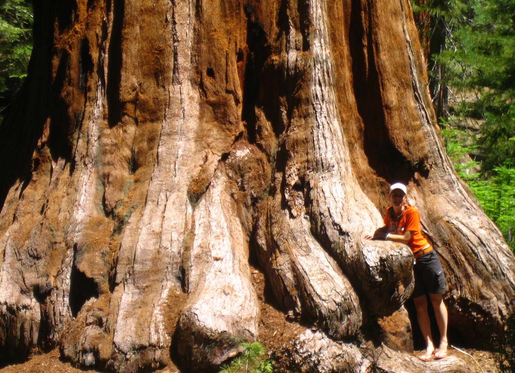 Giant Sequoia - Pohon Terbesar di Dunia - Ki Jagad Asmoro