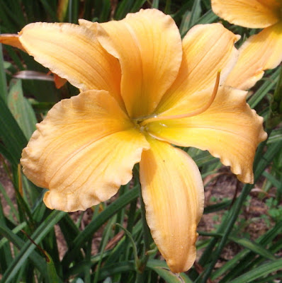 DAYLILY BREEDER BLOG: Substantial Returns