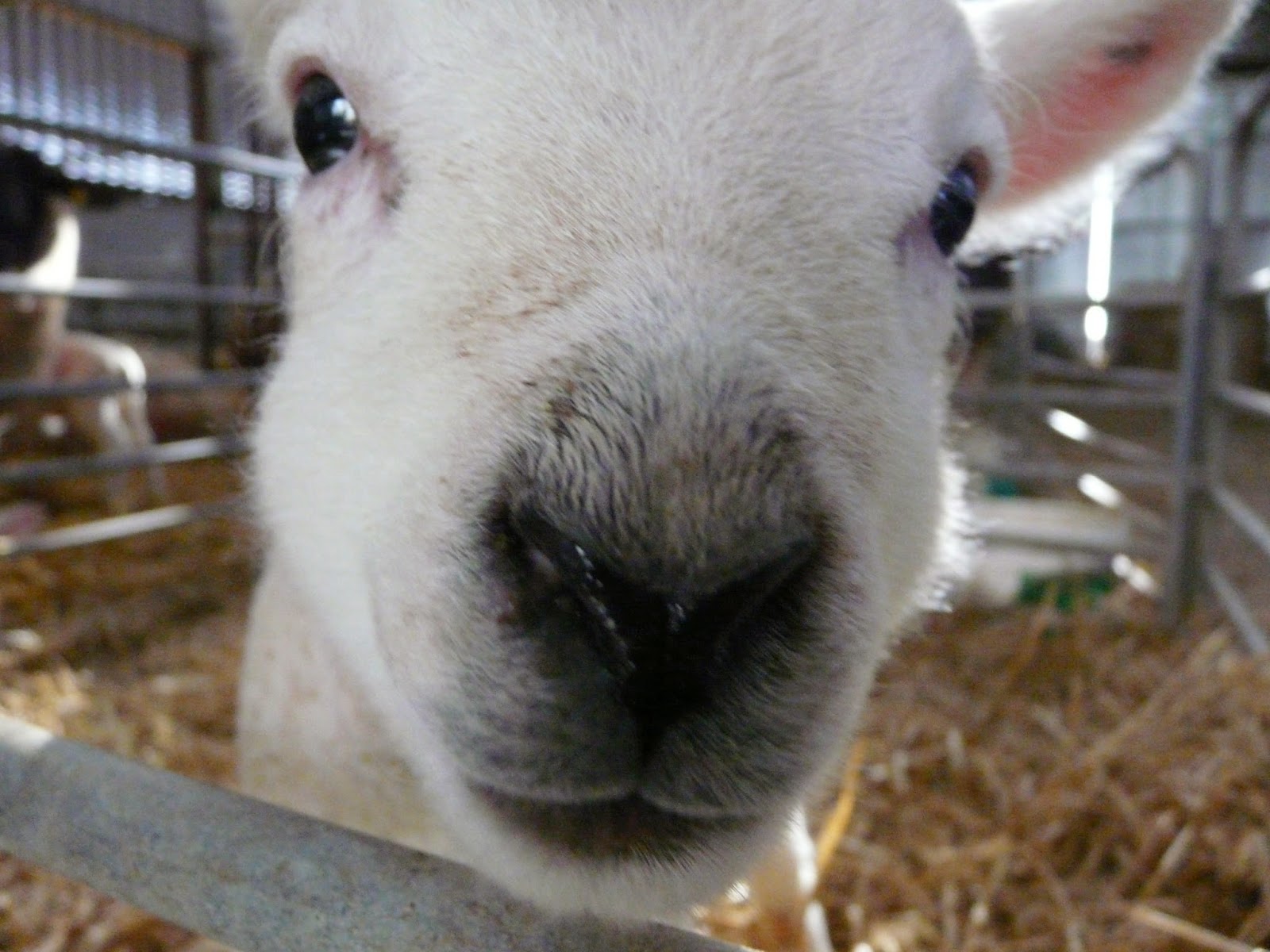 The Main Health Problems Suffered By Lambs