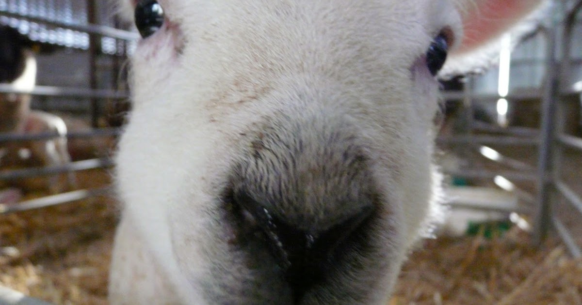 Raising Orphan And Bottle-fed Lambs
