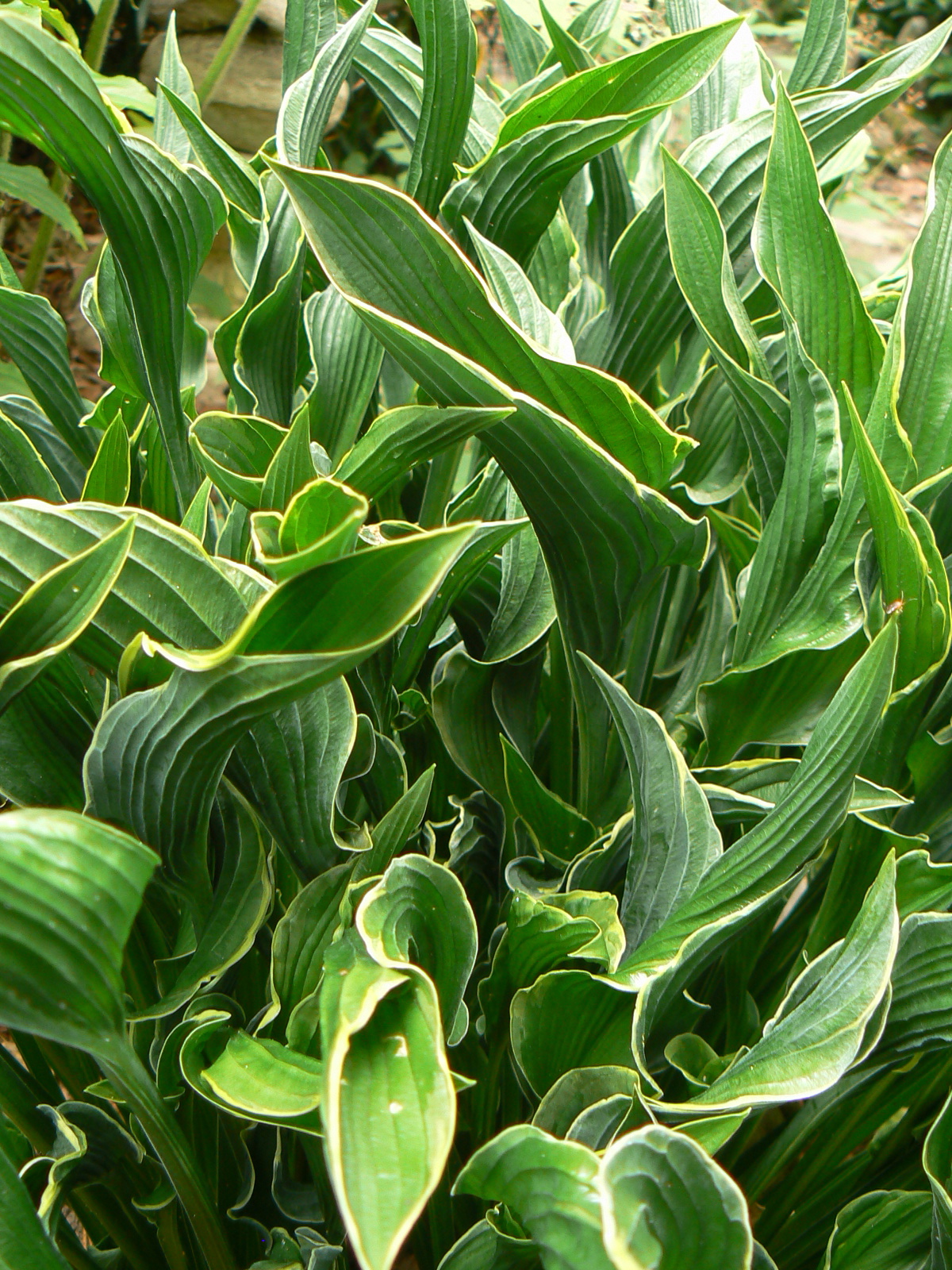 Garden Photo Today: The un-hosta hosta