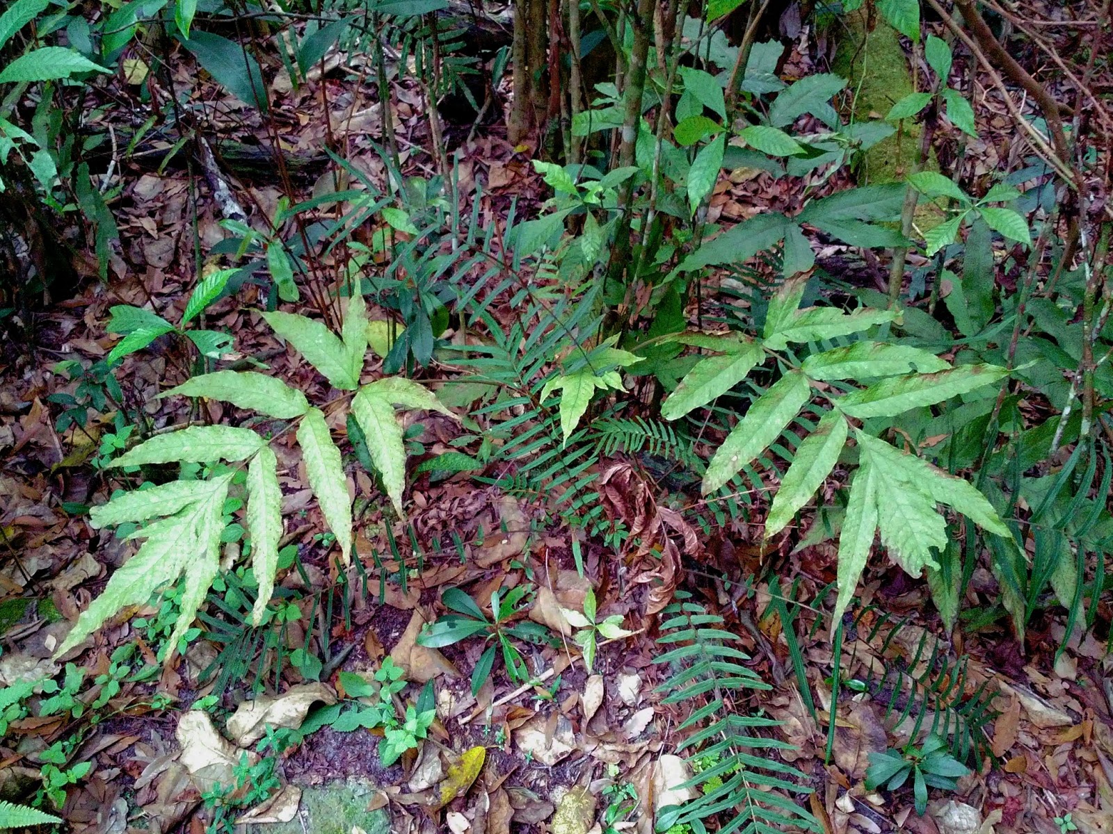 Gardening South Florida Style: Fern Forest Nature Center