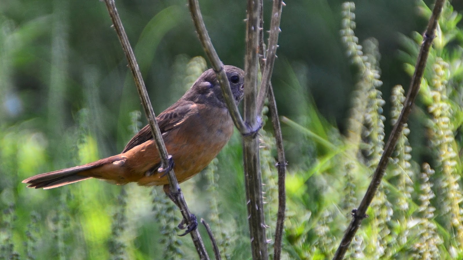 Aves de La Floresta: Azulito