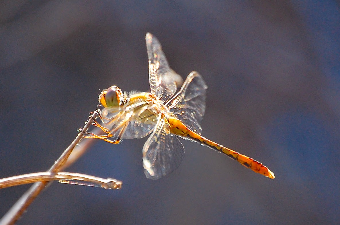 The Insect Diary: Wandering Percher Dragonfly: Diplacodes bipunctata