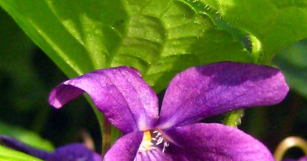 Il Giardino di Psiche: Violetta