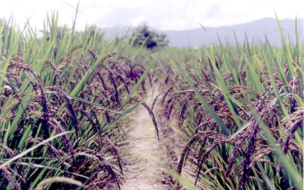 hijaukan desaku: MENANAM PADI HITAM DALAM POLYBAG