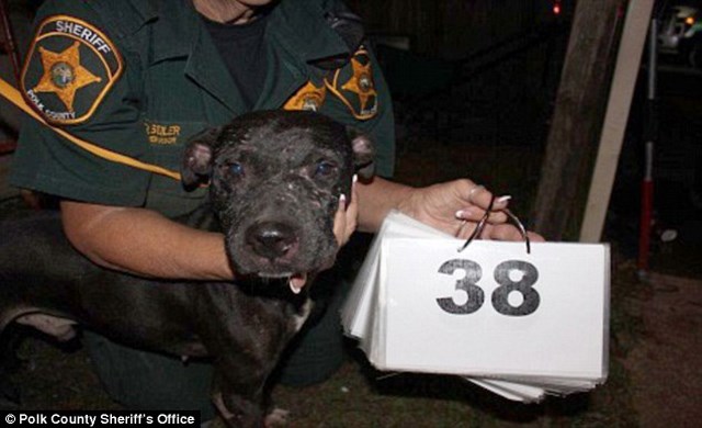 [HISTORICO!] 20 años de cárcel para organizador de peleas de Perros ...