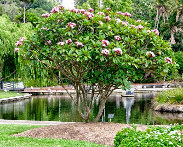 கள்ளிமந்தாரை, கப்பல் அலரி, ஈழத்து அலரி, பெருங்கள்ளி நாவில்ல மருத்துவ ...