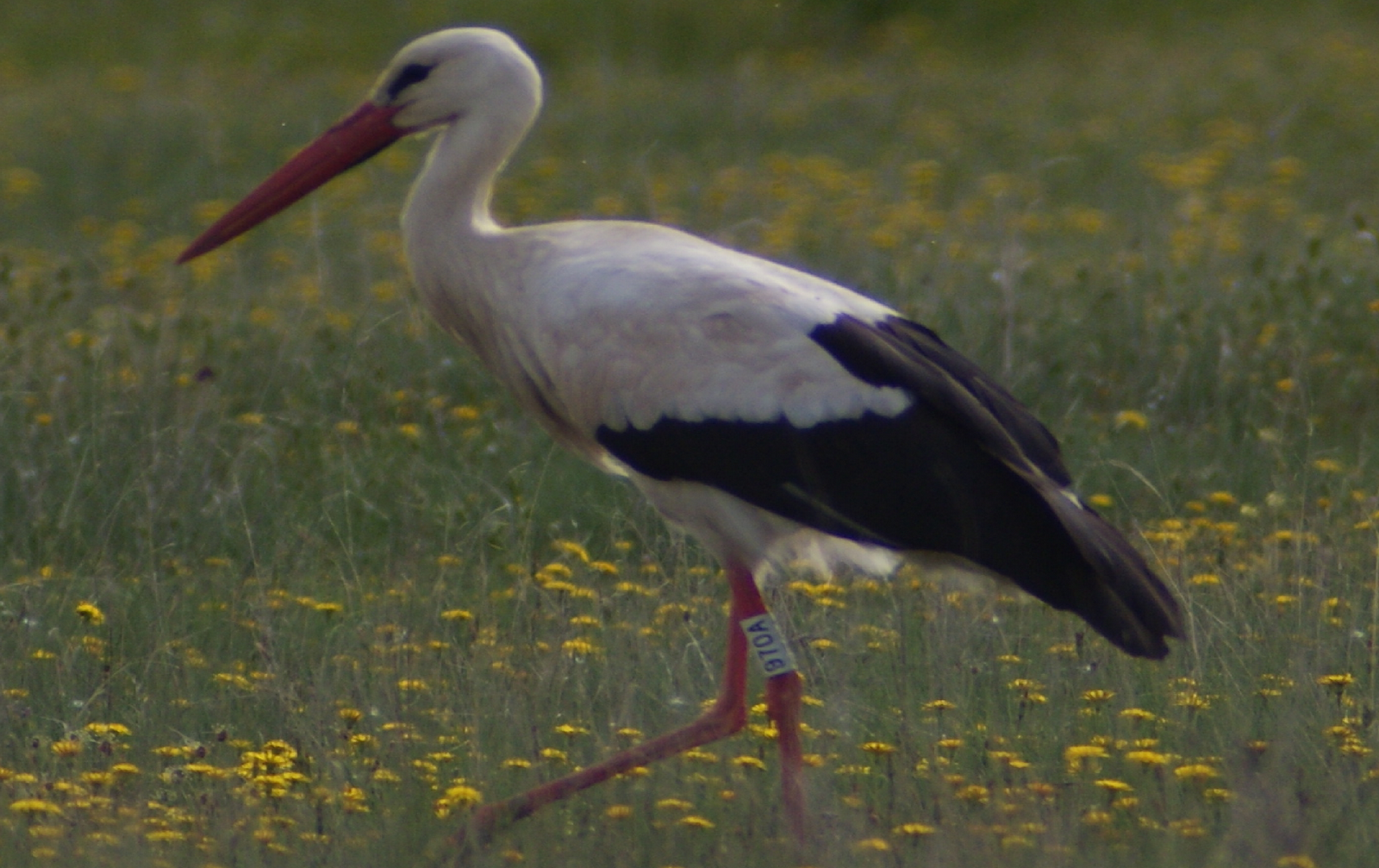 La Biosfera Que Nos Rodea: mayo 2012
