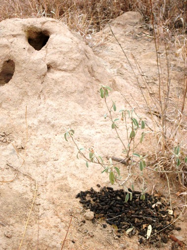 mainly mongoose: Smelly little messages