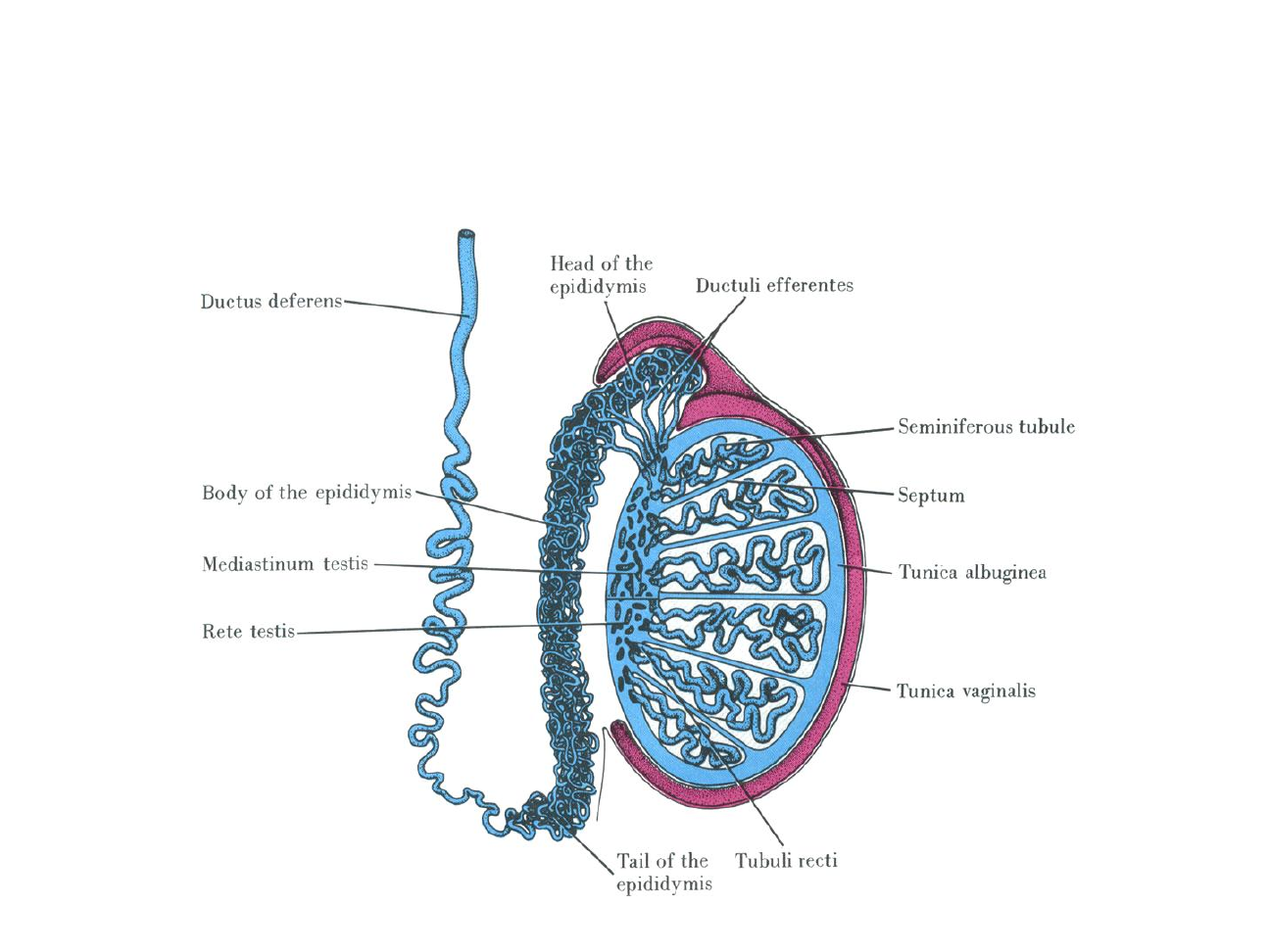 My All: ORGAN REPRODUKSI PRIA