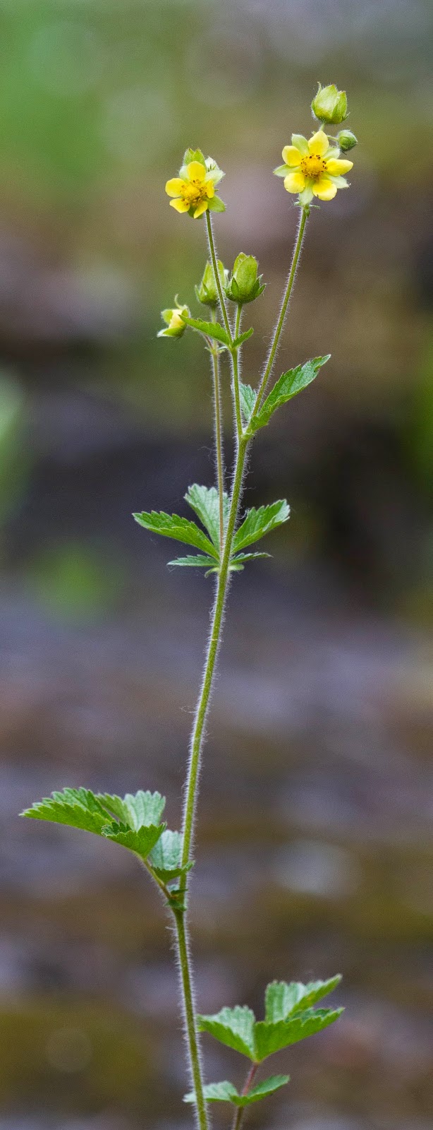 NWflora: Sharp-Toothed Cinquefoil, Potentilla arguta