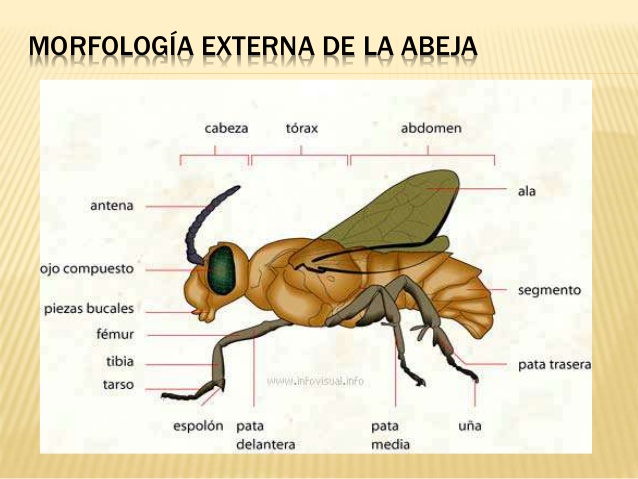 CASTAS Y MORFOLOGÍA DE LAS ABEJAS: MORFOLOGÍA EXTERNA