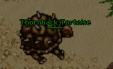 Poradnik zarabiania - Laguna Islands - Tibia ~ Tibio-Maniak