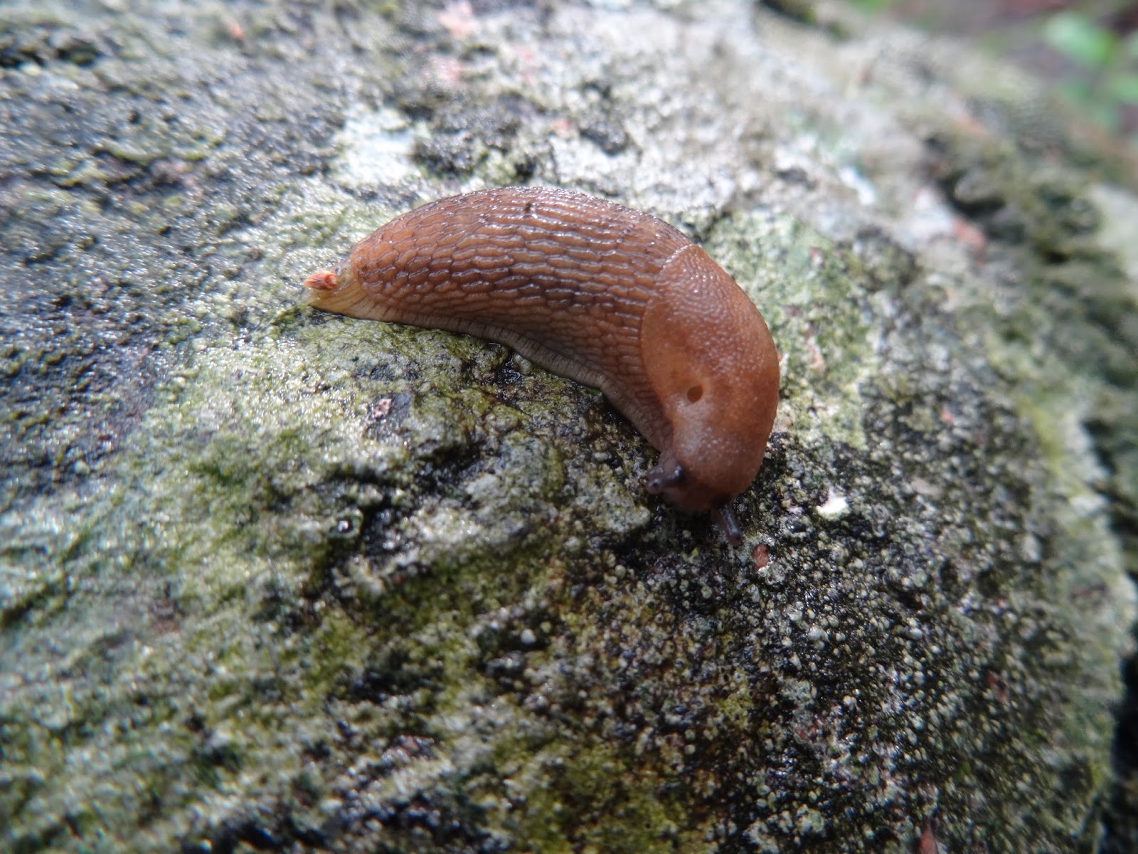 matti metsässä ja muualla: UKKOETANA Limax cinereoniger